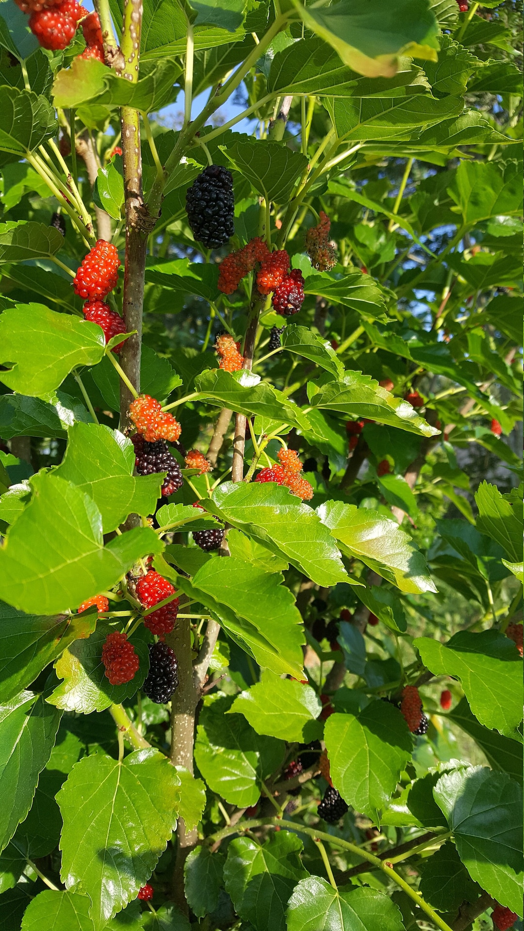 Medium Everbearing Thai Dwarf Mulberry (morus Sp.) Plant in 1 Gallon ...