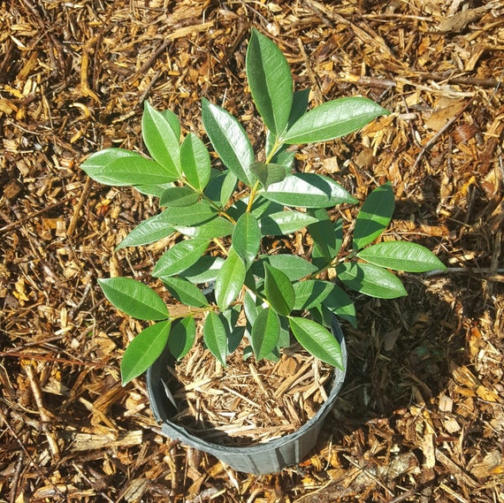 Pitomba eugenia Luschnathiana Plant in 1 Gallon Nursery Pot. - Etsy