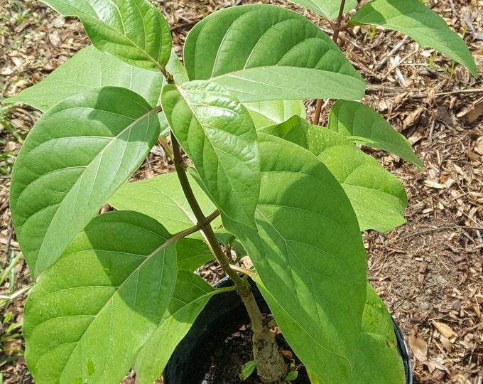 Red African Peach (nauclea Latifolia) Plant in 2 Gallon Nursery Pot ...