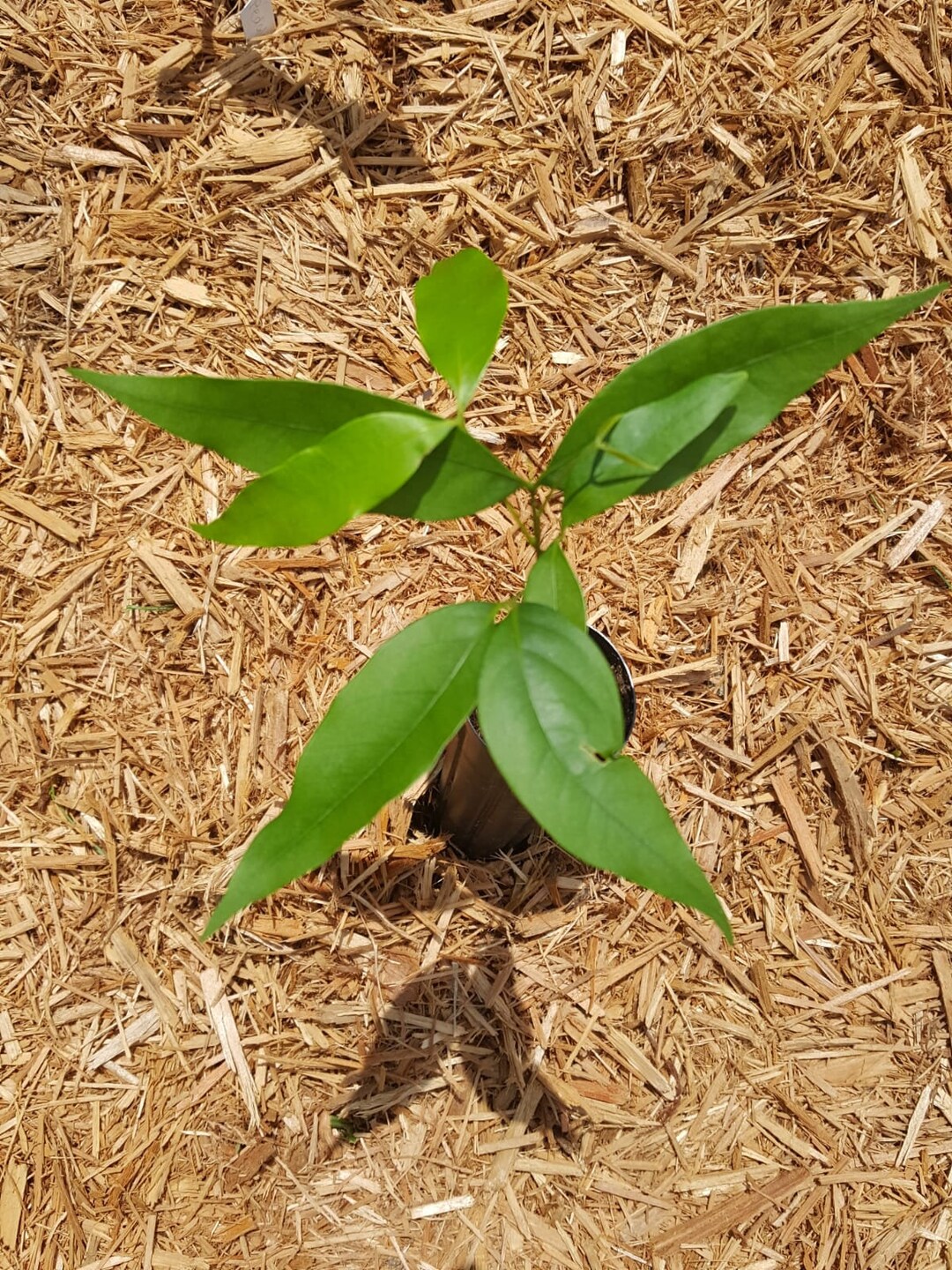 Lychee (litchi Chinensis) Plant in Small Tree Pot. Sorry, No Shipping ...