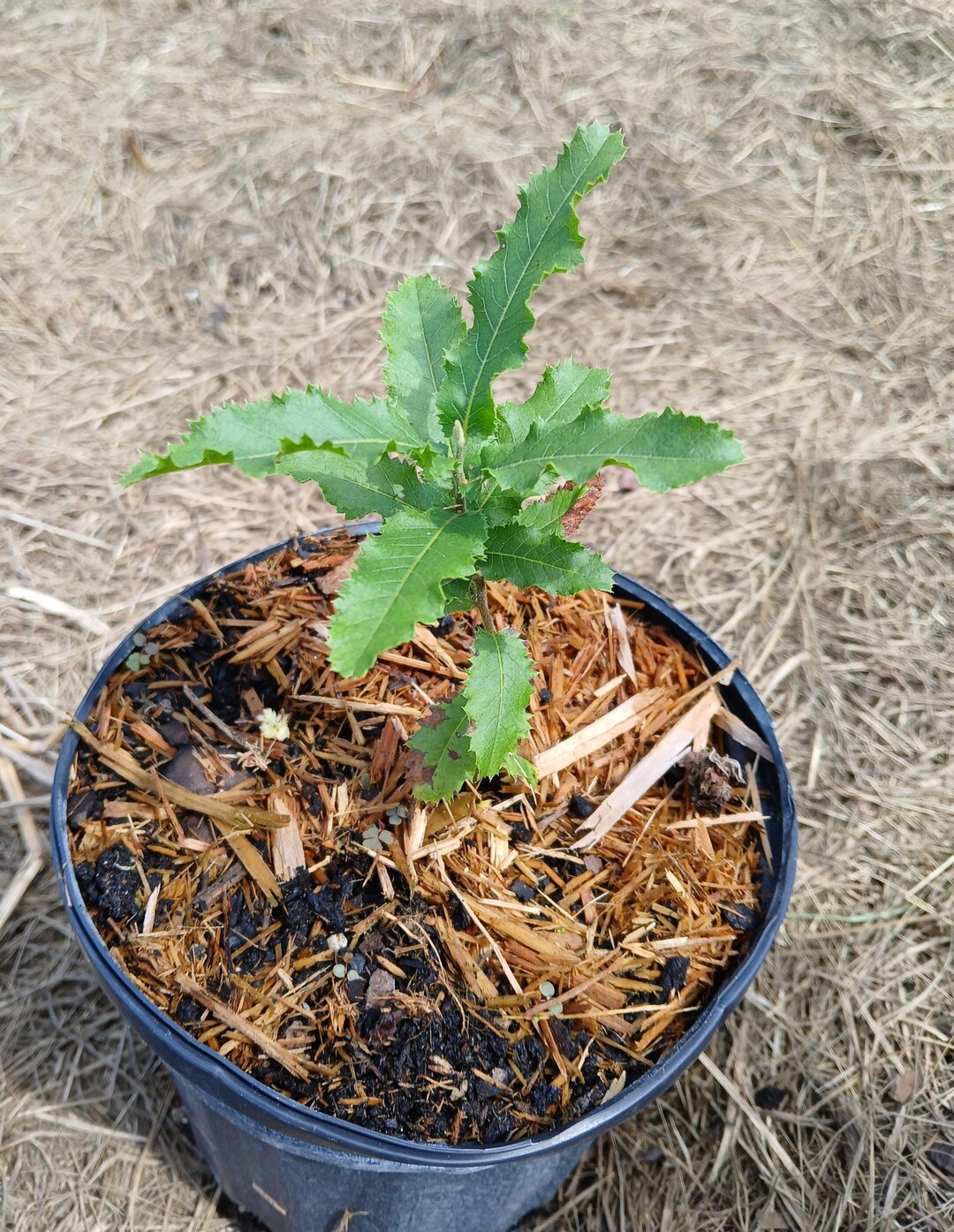 Jacket Plum (pappea Capensis) Plant in 1 Gallon Nursery Pot. Sorry, No ...