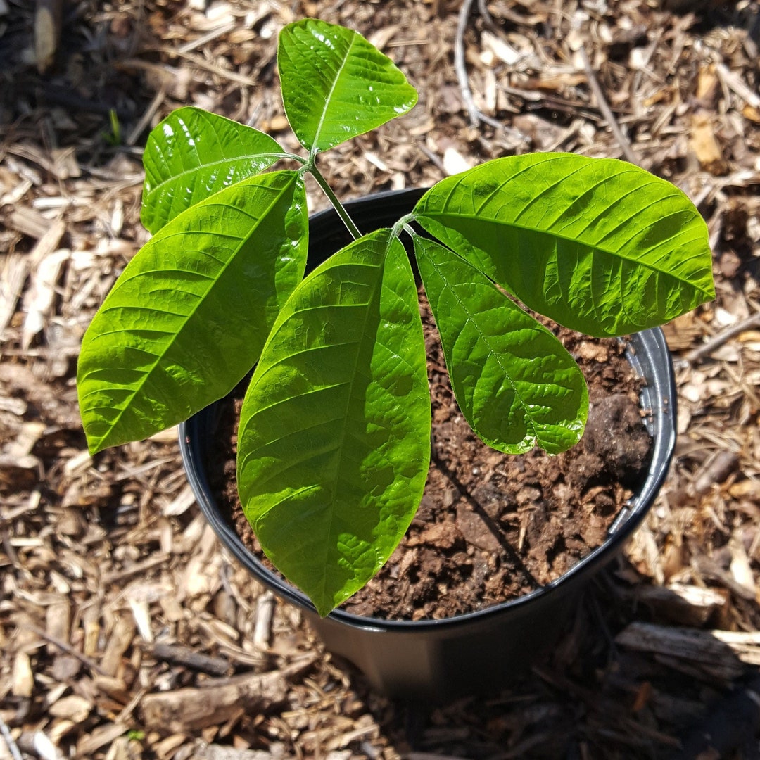 Ackee blighia Sapida Plant in 1 Gallon Nursery Pot. Sorry - Etsy