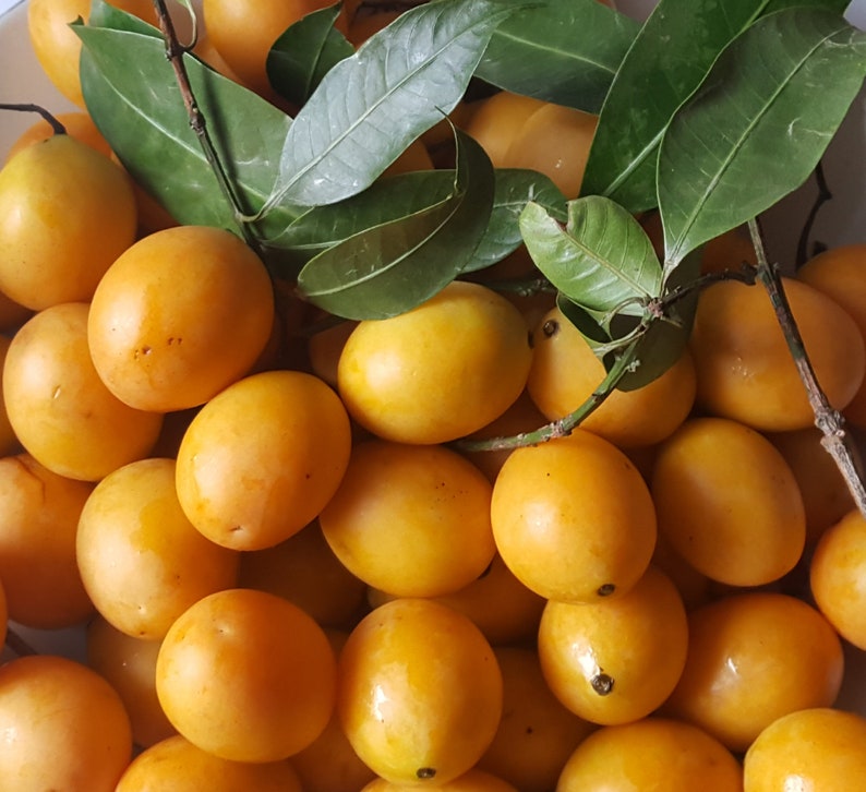 Plum Mango/ Maprang/Gandaria Bouea macrophylla Plant in 1 | Etsy