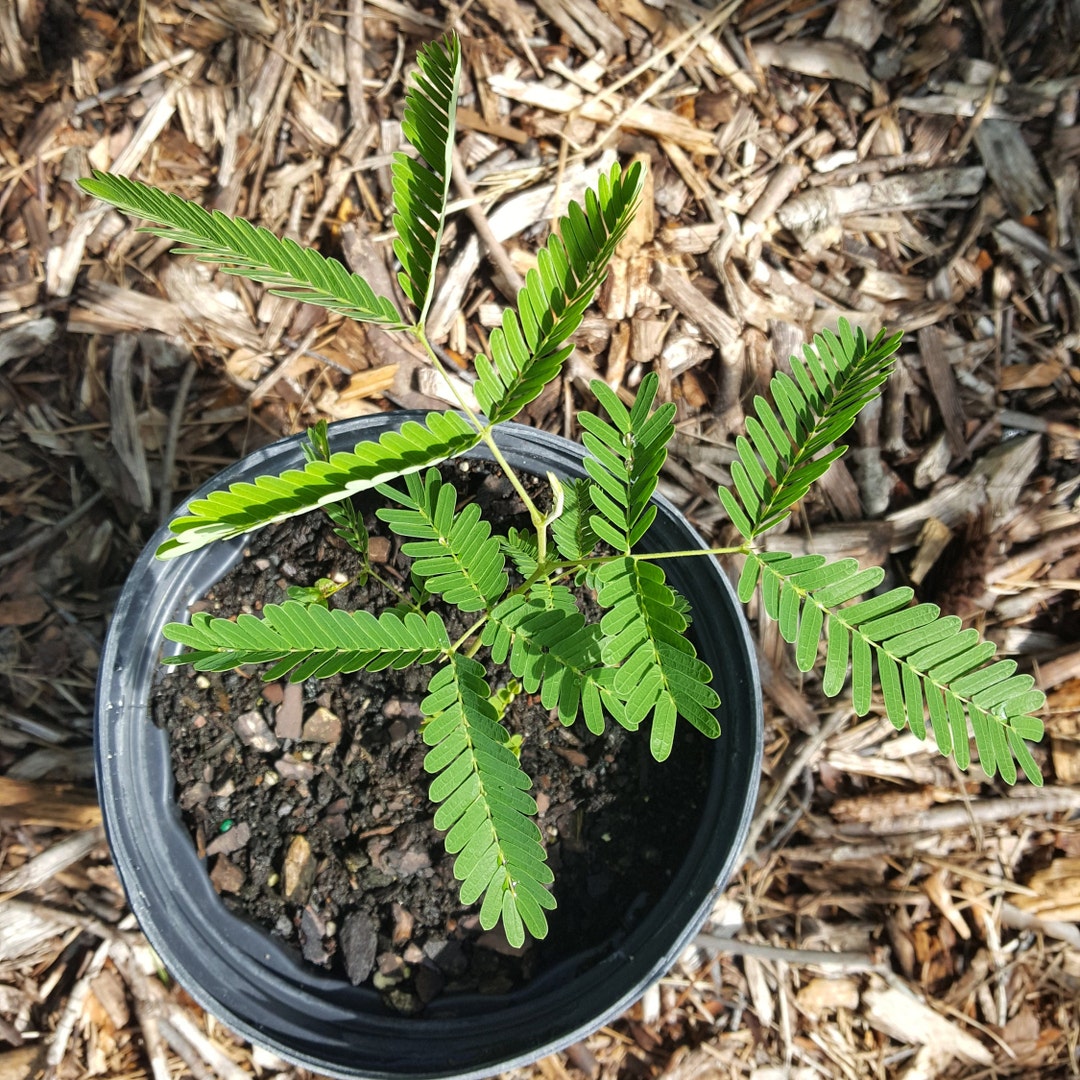 African Locust Bean parkia Biglobosa Plant in 1 Gallon Nursery Pot ...