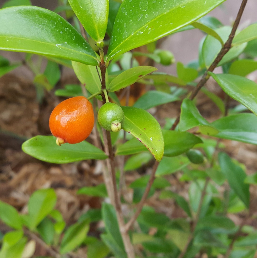 Cedar Bay Cherry (eugenia Reinwardtiana) Plant in 2.5 Inch Square Pot ...