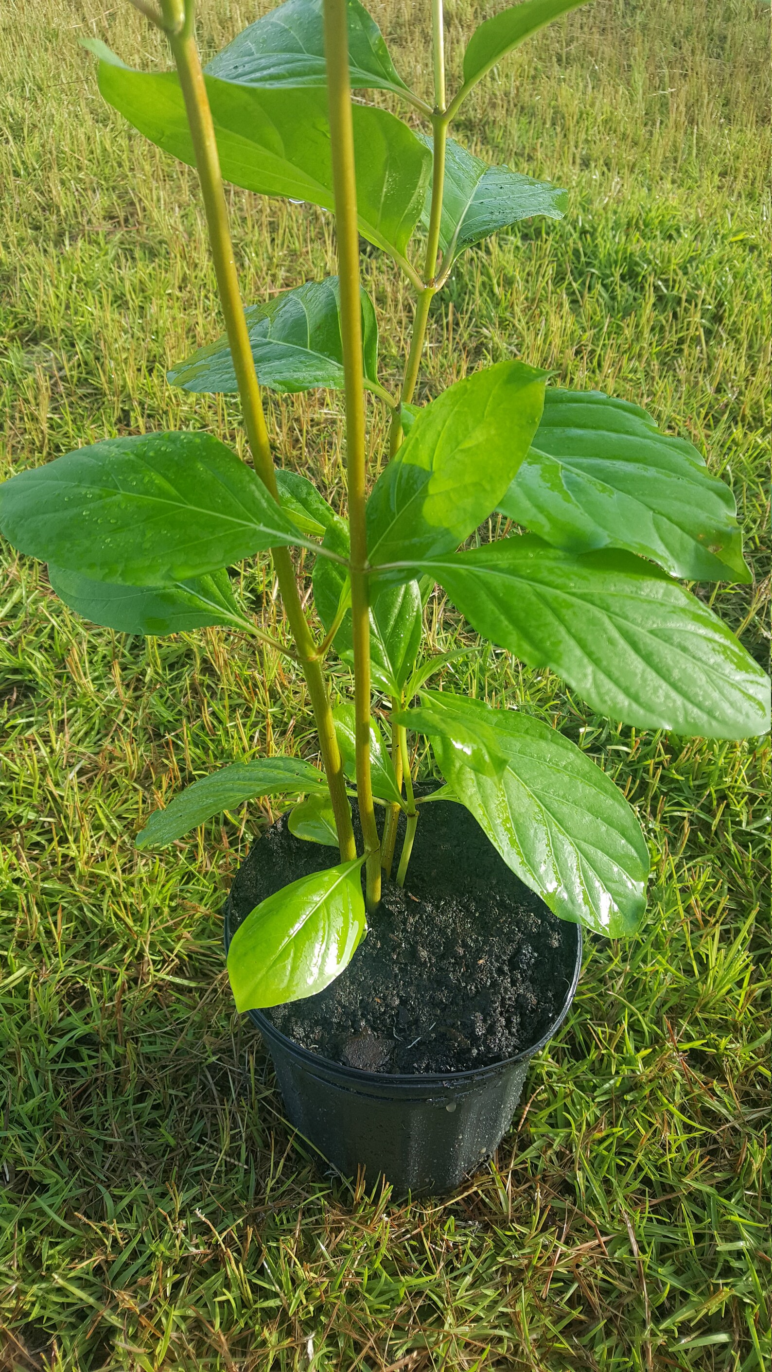 Red African Peach Nauclea latifolia Plant in 1 Gallon | Etsy
