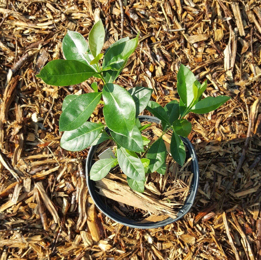 Strawberry Guava/red Cattley Guava (psidium Cattleianum) Plant in 1 ...