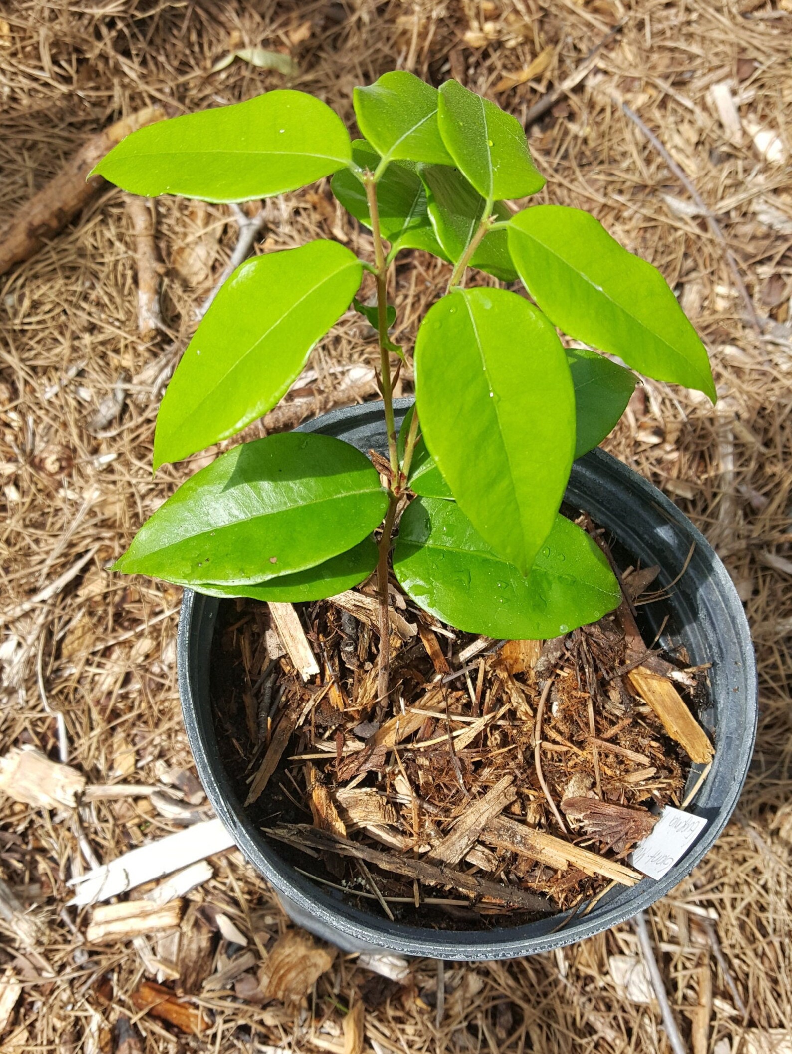 Giant Mulchi plinia Inflata Plant in 1 Gallon Nursery Pot. - Etsy