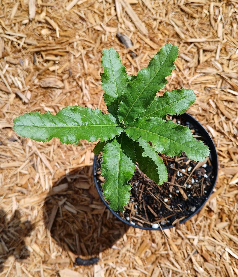 Jacket Plum (pappea Capensis) Plant in 1 Gallon Nursery Pot. Sorry, No ...