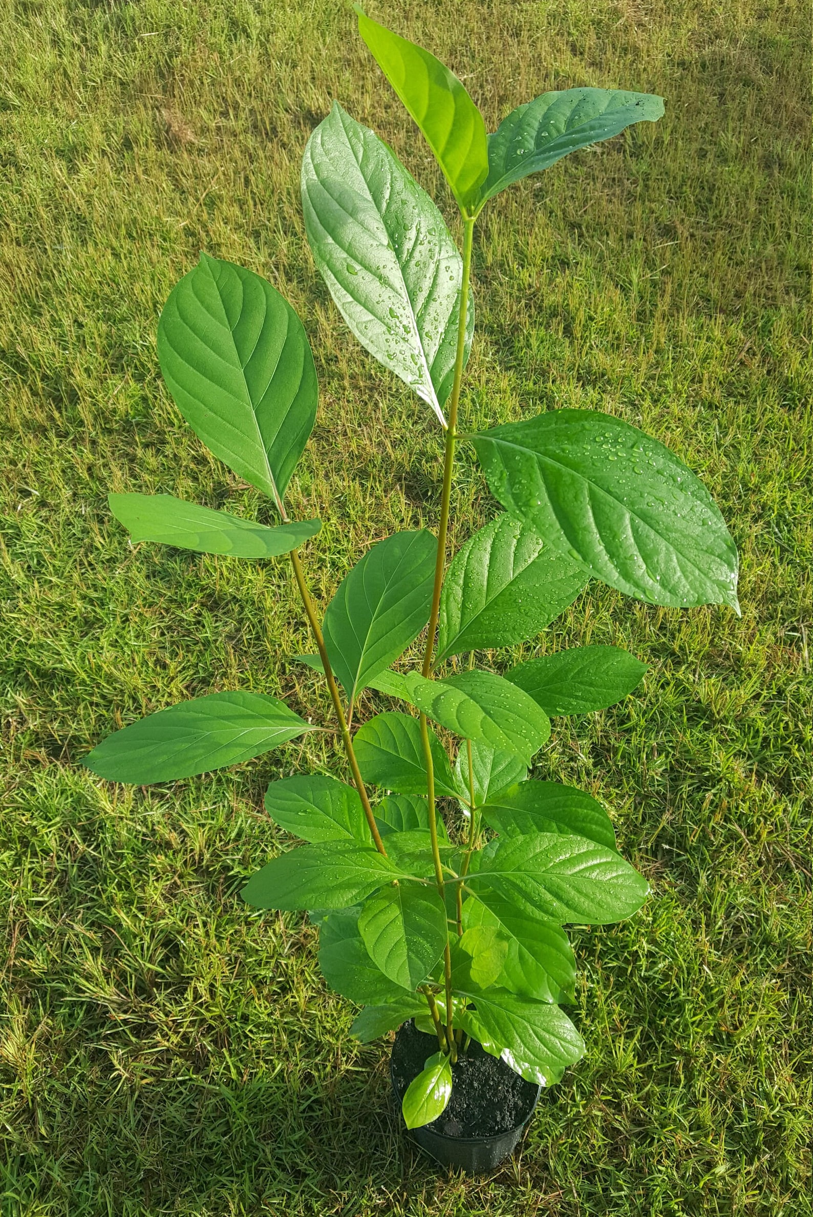 Red African Peach Nauclea latifolia Plant in 1 Gallon | Etsy