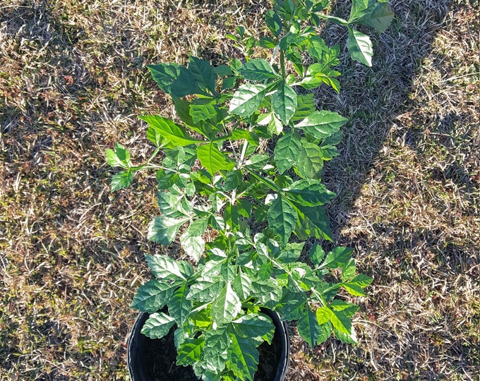 Guajilote parmentiera Aculeata Plant in 2 Gallon Nursery - Etsy
