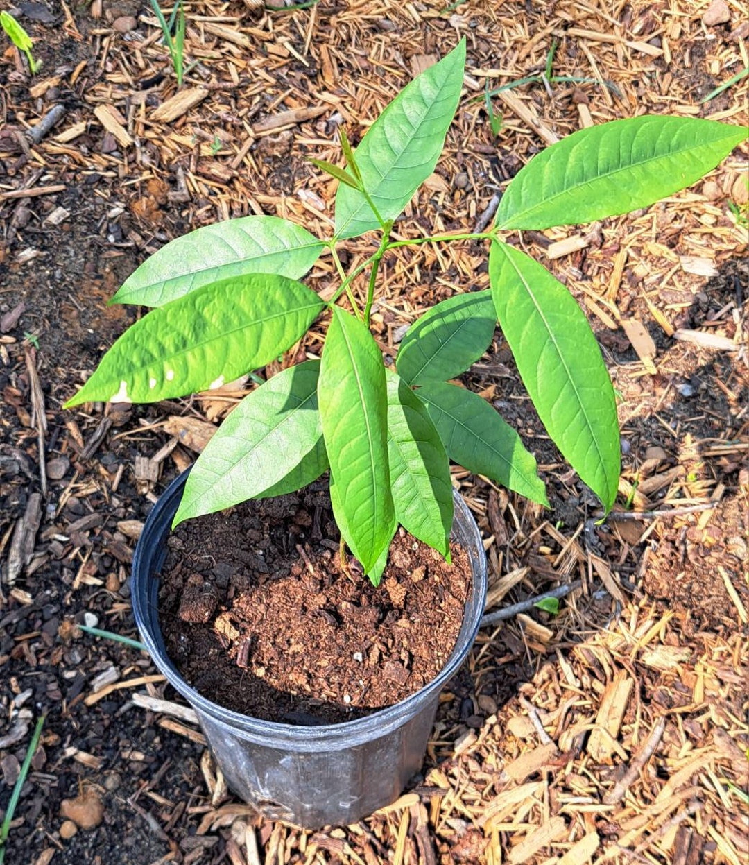 Real Pitomba (talisia Esculenta) Plant in 1 Gallon Nursery Pot. Sorry ...