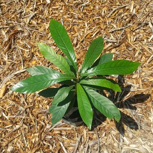 Cinnamon Apple (pouteria Hypoglauca/glomerata) Plant in 1 Gallon ...