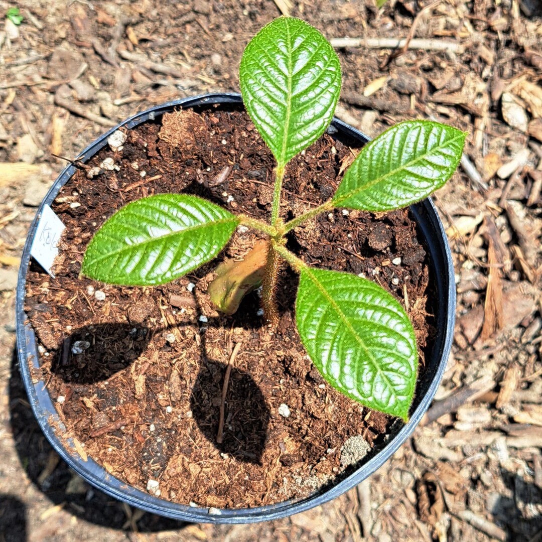Red Monkey Kola cola Pachycarpa Plant in 1 Gallon Nursery - Etsy