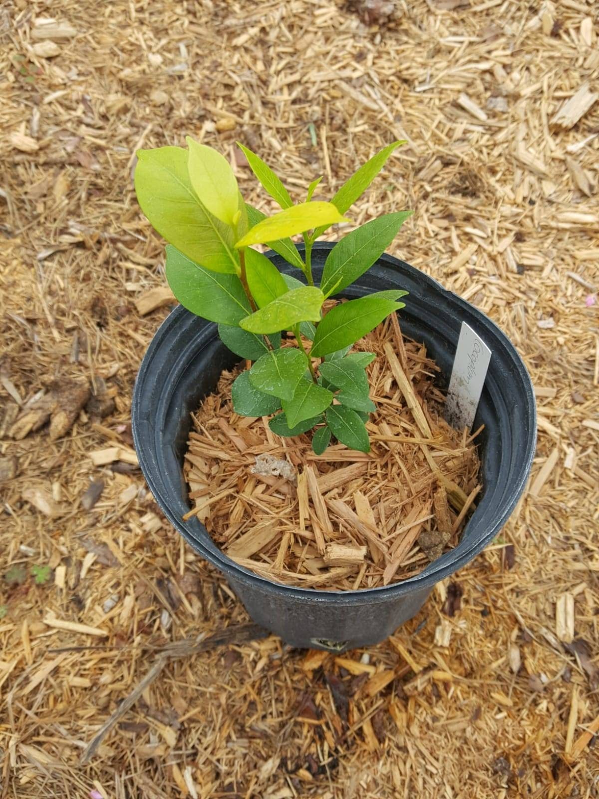 Coco Plum chrysobalanus Icaco Plant in 1 Gallon Nursery Pot. - Etsy