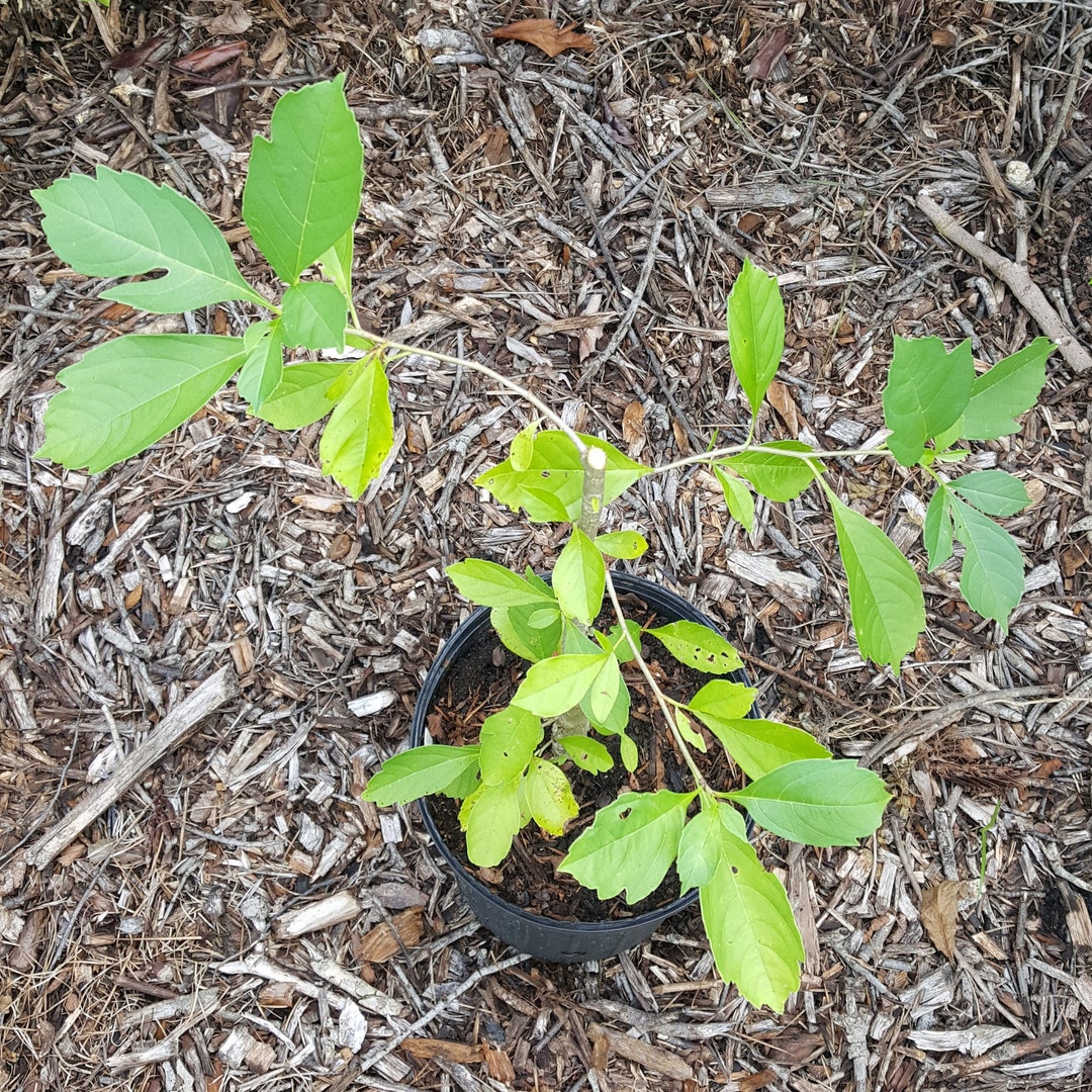 Baobab adansonia Digitata Plant in 2 Gallon Nursery Pot. - Etsy