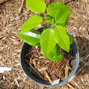 Giant Mulchi plinia Inflata Plant in 1 Gallon Nursery Pot. - Etsy