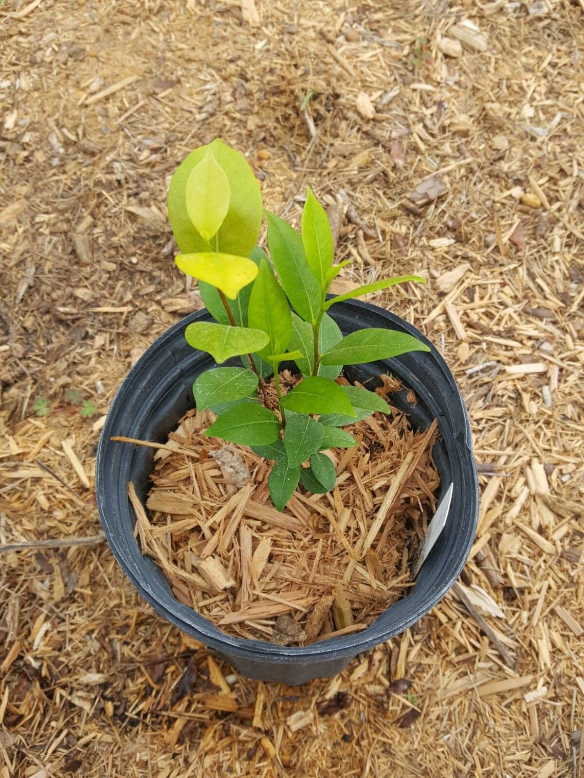 Coco Plum chrysobalanus Icaco Plant in 1 Gallon Nursery Pot. - Etsy