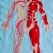 Set Human Body, Anatomy Board, Oversized Human Anatomy, Flanel Board ...