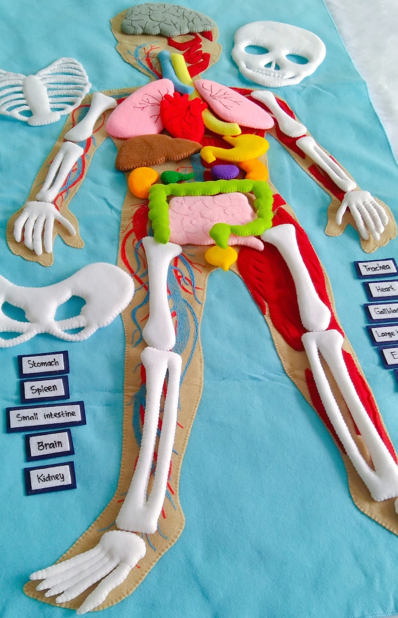 Set Human Body, Anatomy Board, Oversized Human Anatomy, Flanel Board ...