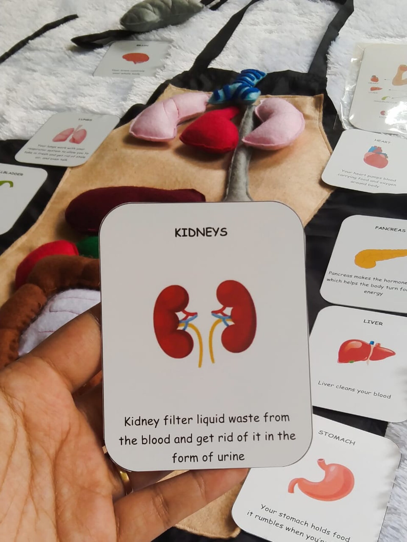 Montessori Anatomy Vest, Personalized Human Organs Apron, Anatomy Board ...