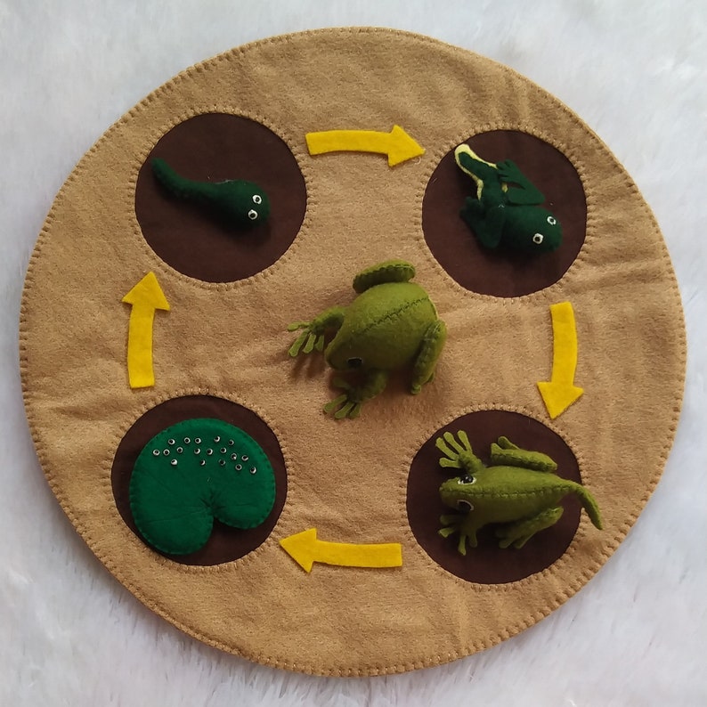 Life Cycle of Frog Felt Board, Frog Life Cycle Set, Science Activity ...