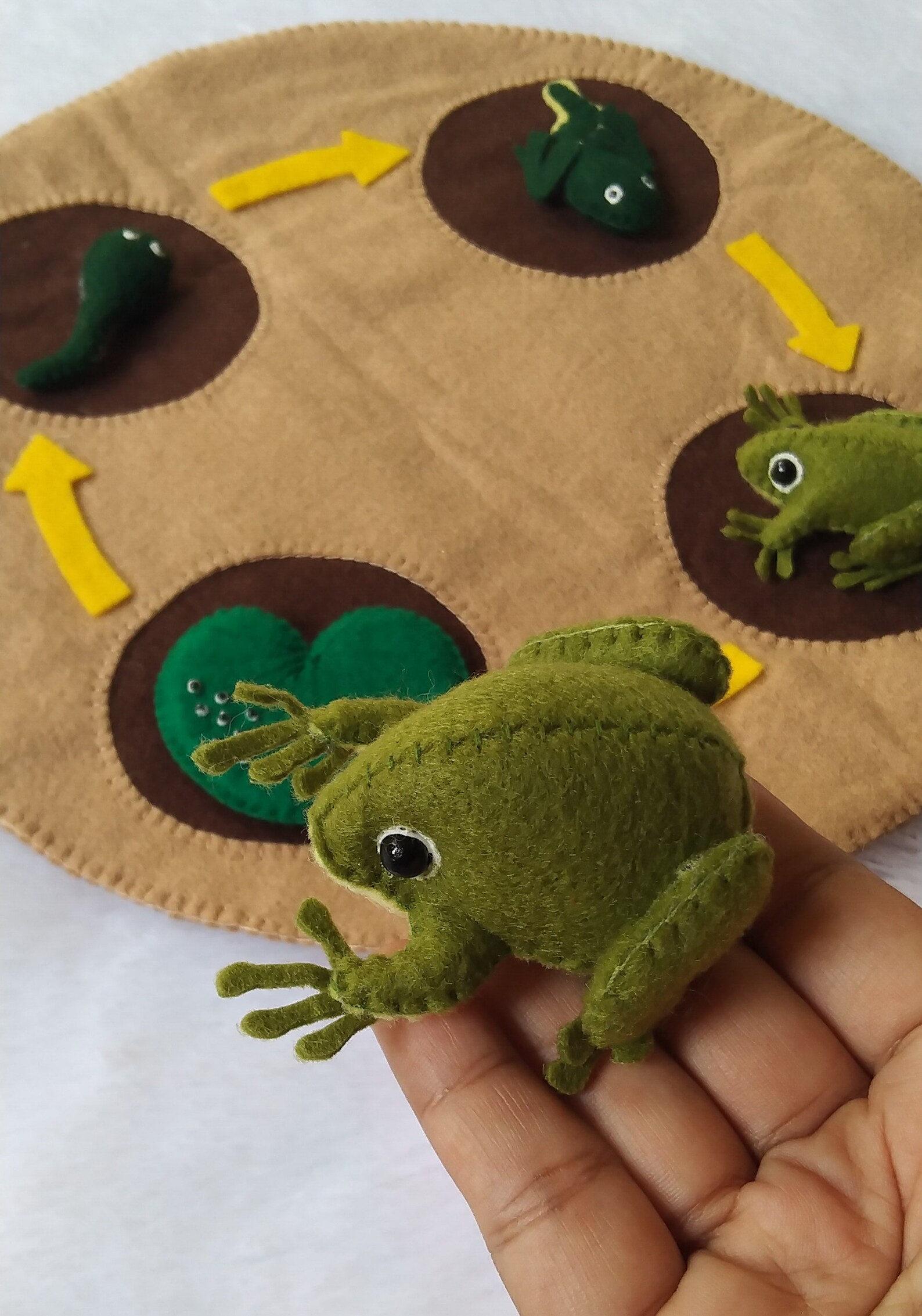 Life Cycle of Frog Felt Board, Frog Life Cycle Set, Science Activity ...