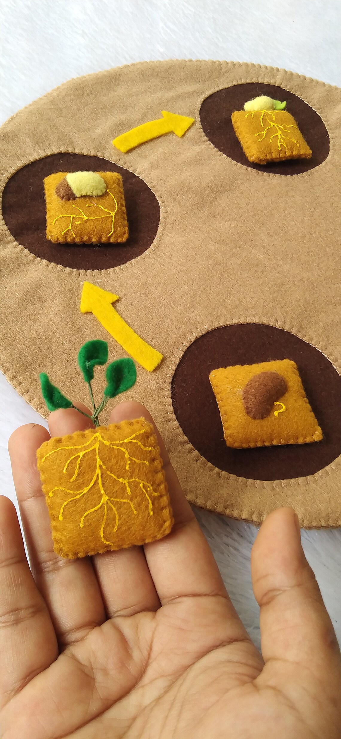 Plant Life Cycle Set, Green Bean Life Cycle Felt Board, Plant Life ...