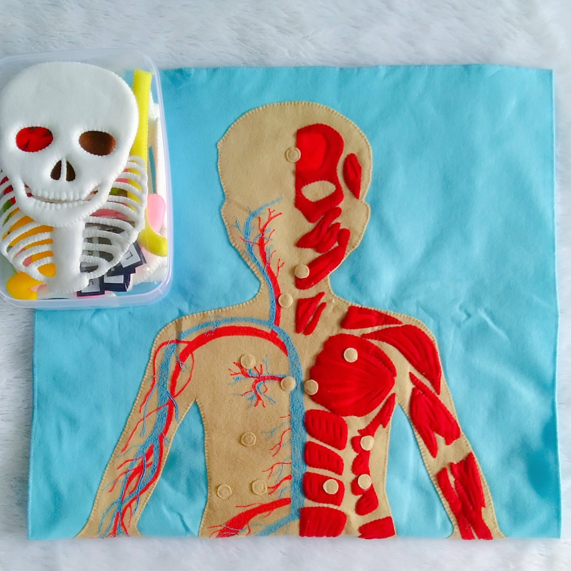 Set Human Body Anatomy Board Oversized Human Anatomy Flanel - Etsy