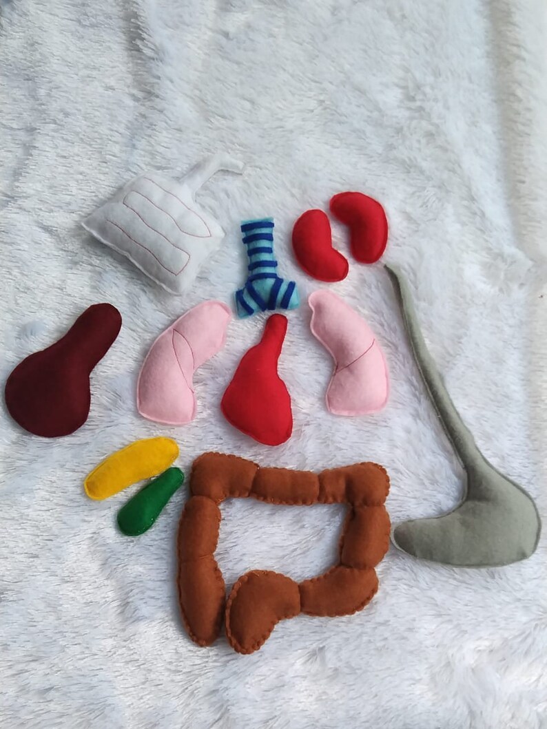 Montessori Anatomy Vest Personalized Human Organs Apron - Etsy