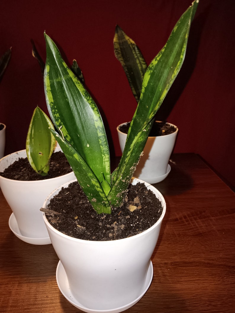 Sansevieria Whitney Snake Plant - Etsy