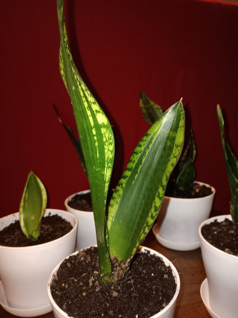 Sansevieria Whitney Snake Plant - Etsy