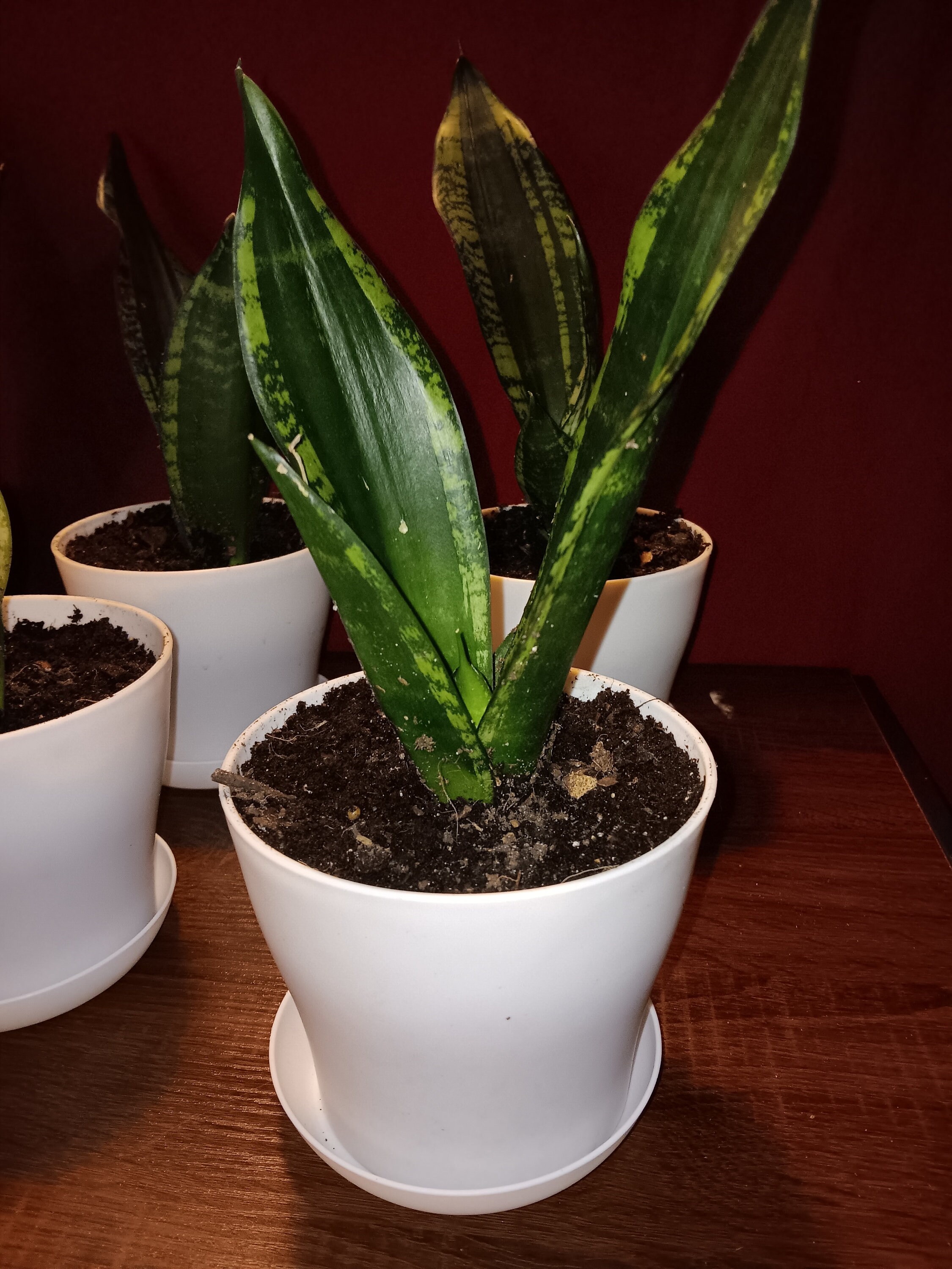 Sansevieria Whitney Snake Plant - Etsy