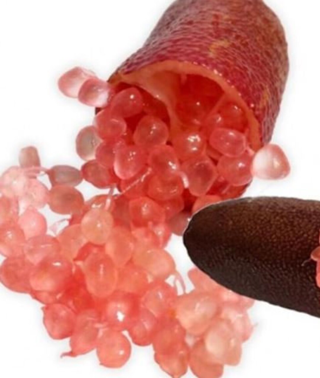 Grafted Red 2 FT Austrailian Finger Lime Tree/chanh Ngon Tay/citrus ...