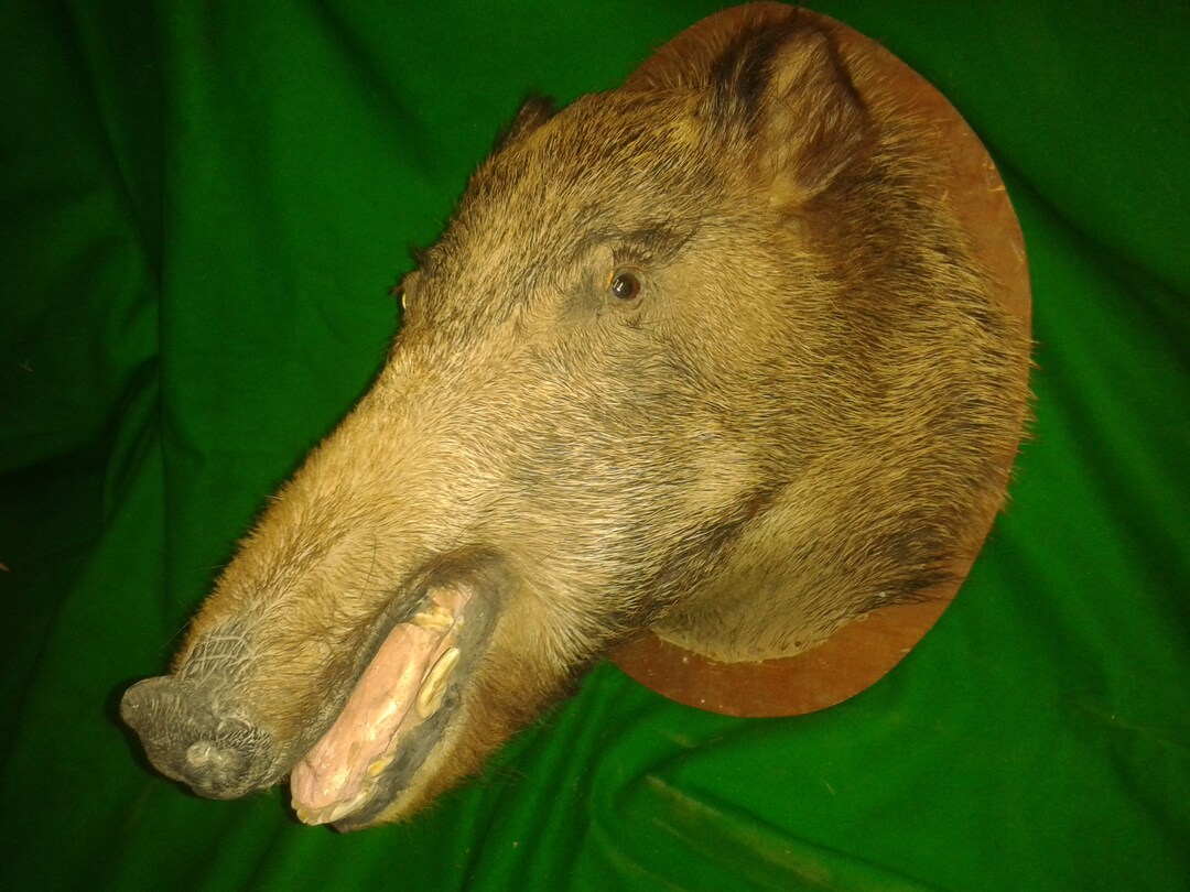 WILD BOAR female Sow Black Forest Pig Trophy Hunting Lodge Gothic ...