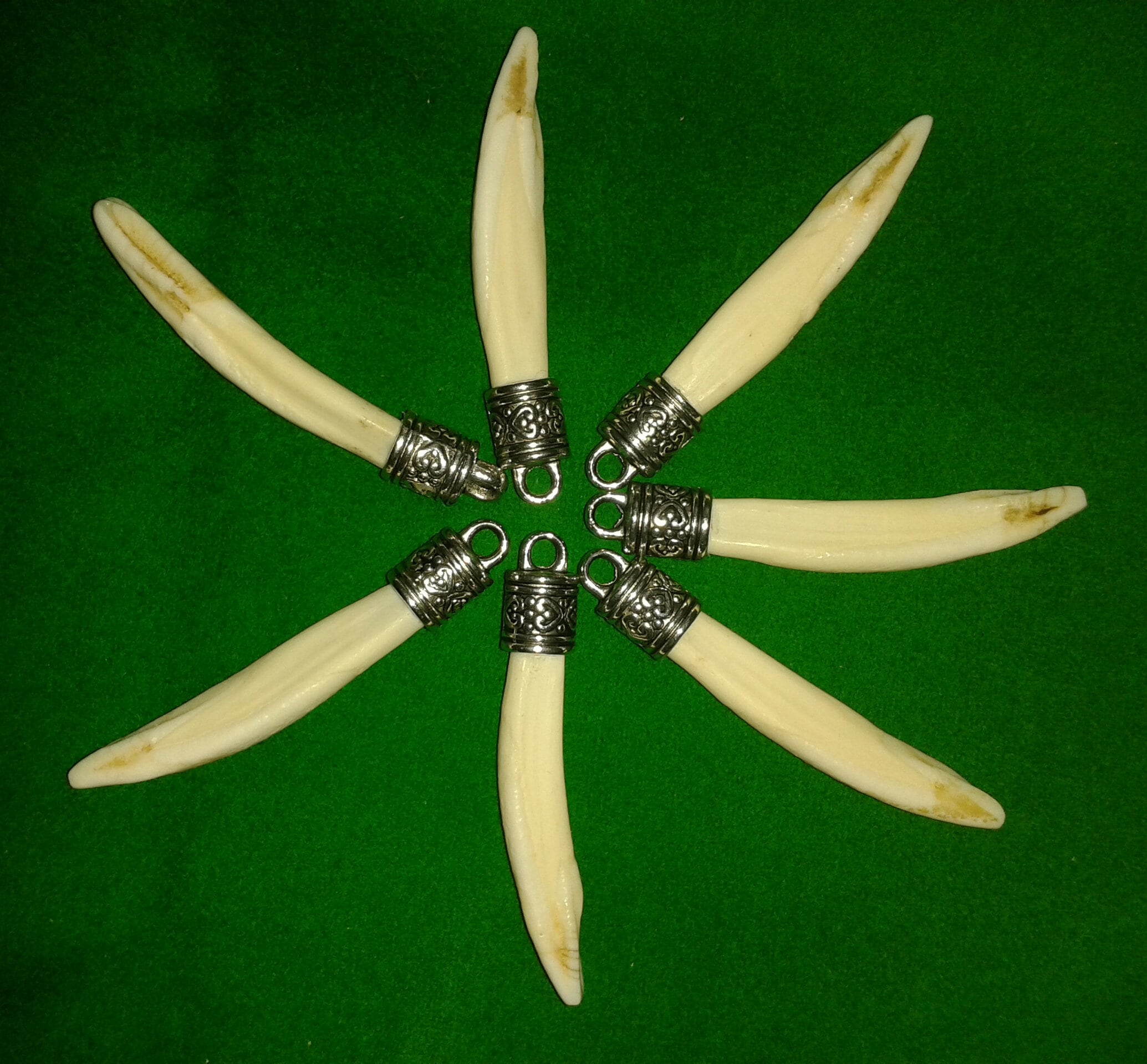 WILD BOAR INCISOR Pig Tooth Gothic Horror Voodoo Keyring Keychain ...