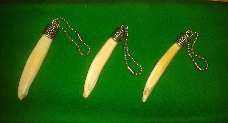 WILD BOAR INCISOR Pig Tooth Gothic Horror Voodoo Keyring - Etsy UK