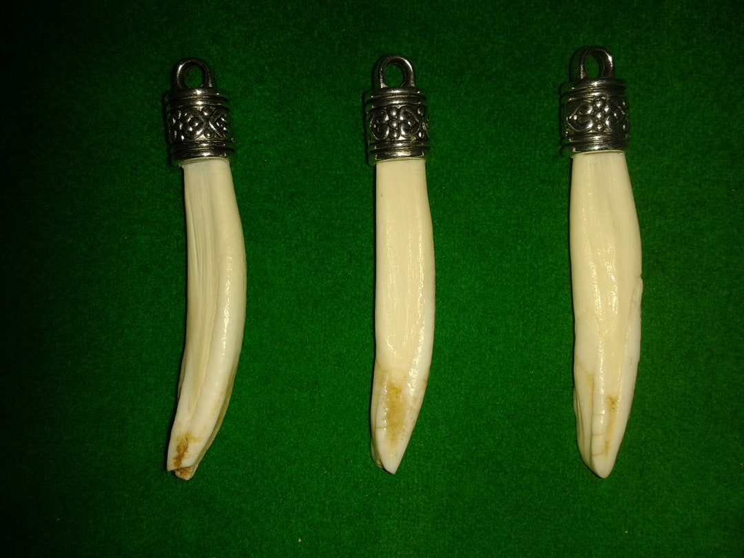 WILD BOAR INCISOR Pig Tooth Gothic Horror Voodoo Keyring Keychain ...