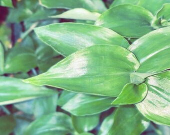 Green Inch Plant - Etsy