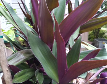 Dwarf Moses in the Cradle/ Boat Lily/ Oyster Plant - Etsy