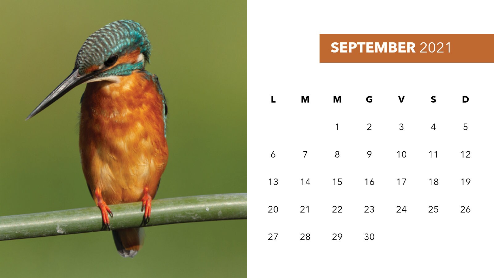 Digital Calendar 2021 Ready to Print - Etsy