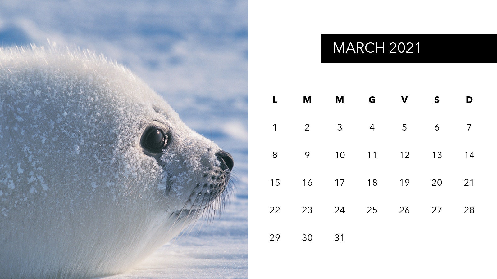 Digital Calendar 2021 Ready to Print - Etsy