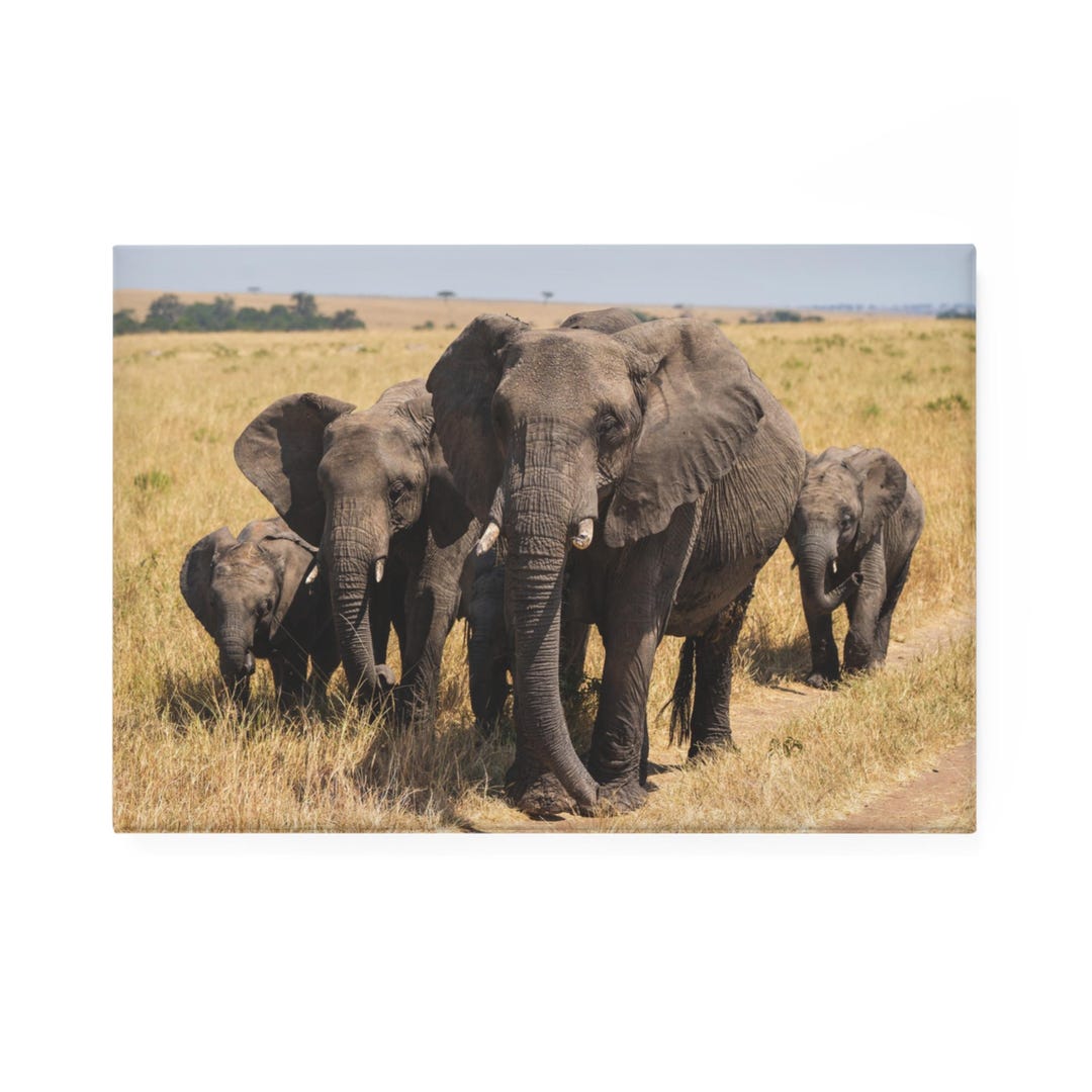 Button Magnet, Elephant Family Magnet, Fridge Magnet, Cute Animal Decor ...