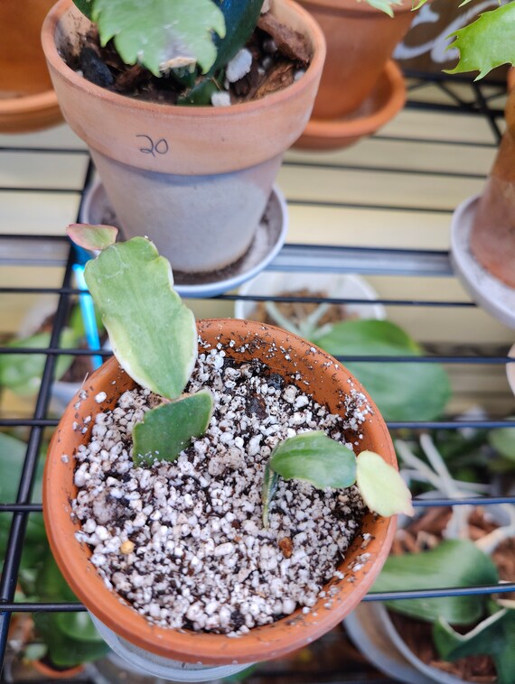 Variegated Christmas Cactus 2 Starts Extremely Rare - Etsy