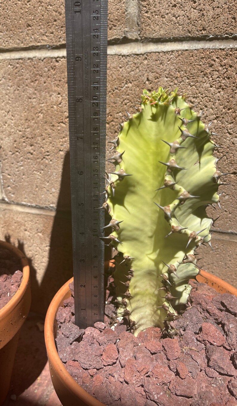 Variegated African Candelabra Euphorbia/ Euphorbia Ammak - Etsy