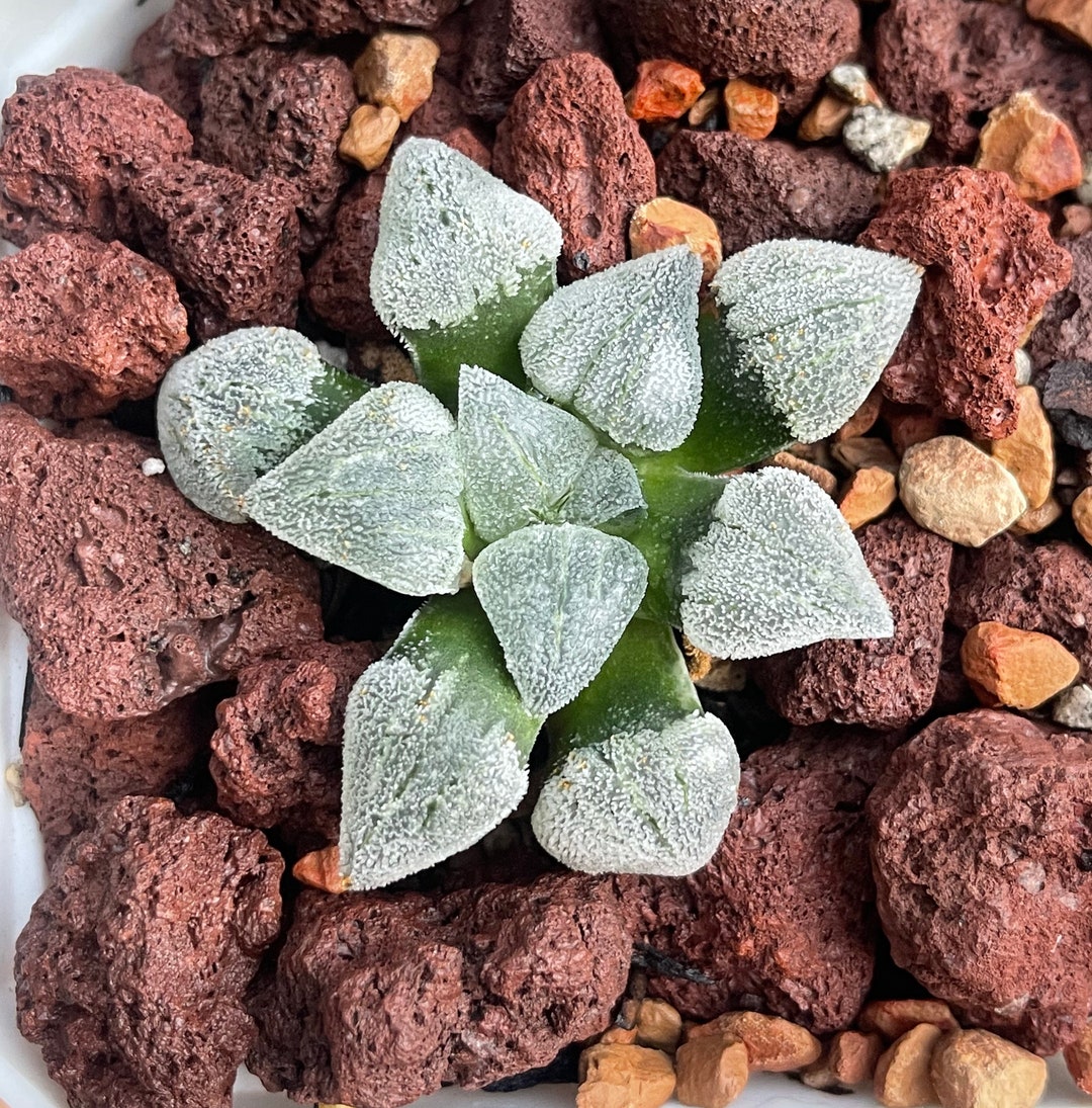 Haworthia ice Crystal Diamond Ice - Etsy