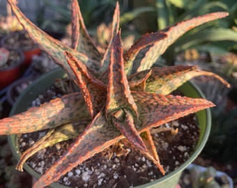 Aloe Firecracker - Etsy
