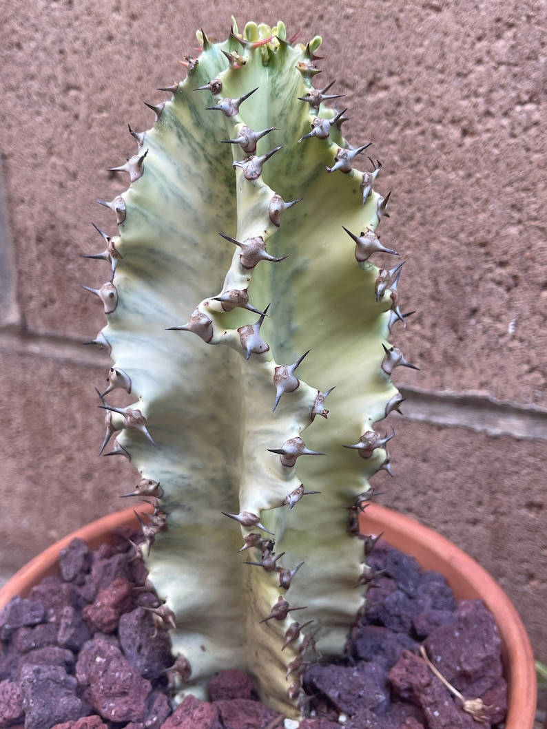 Variegated African Candelabra Euphorbia/ Euphorbia Ammak - Etsy