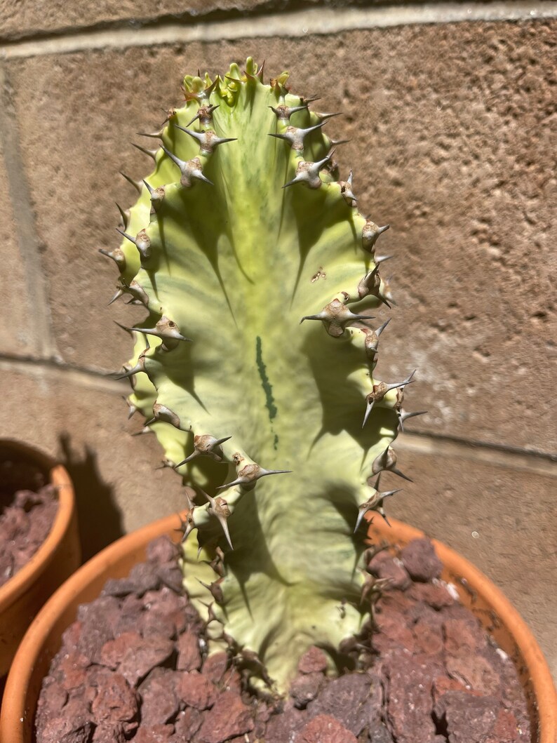 Variegated African Candelabra Euphorbia/ Euphorbia Ammak - Etsy