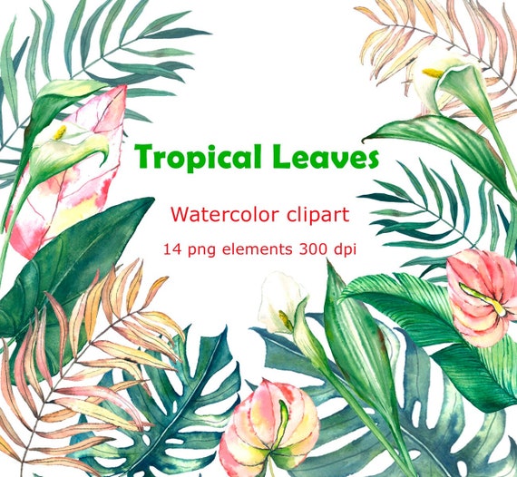 Tropical Clipart Watercolor Clipar Watercolor Trioical - Etsy